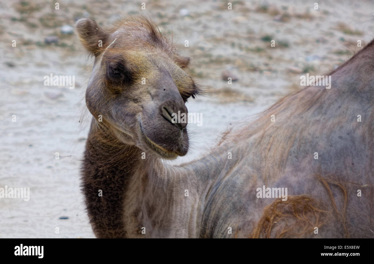 an old camel face Stock Photo - Alamy