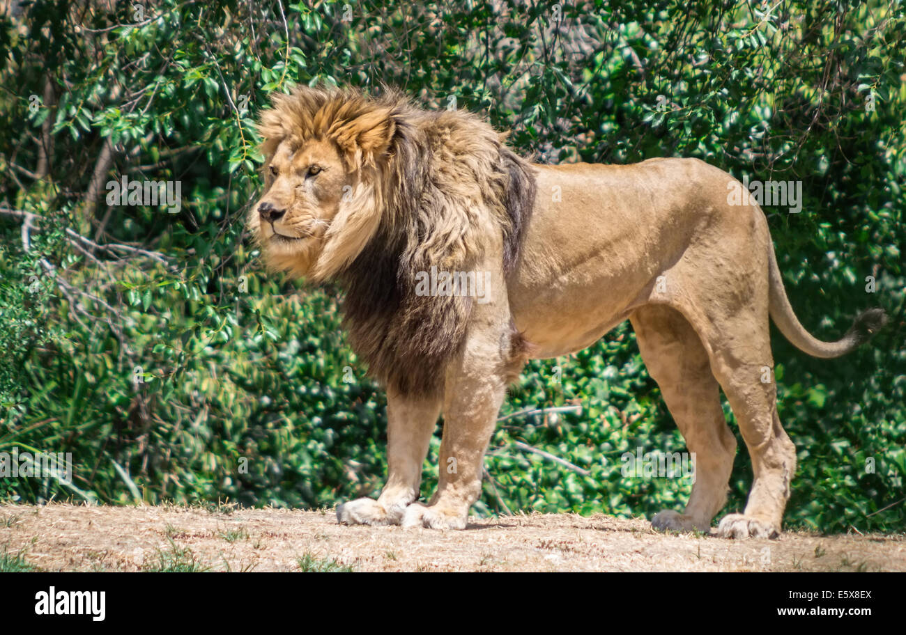 Large mane Lion, wander in search of a dam Stock Photo - Alamy