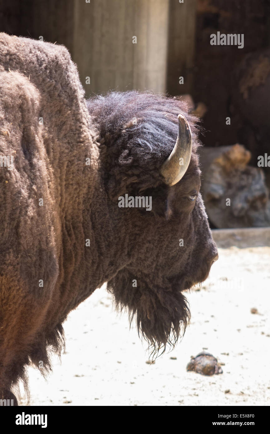 American Buffalo, moving winter hair Stock Photo - Alamy