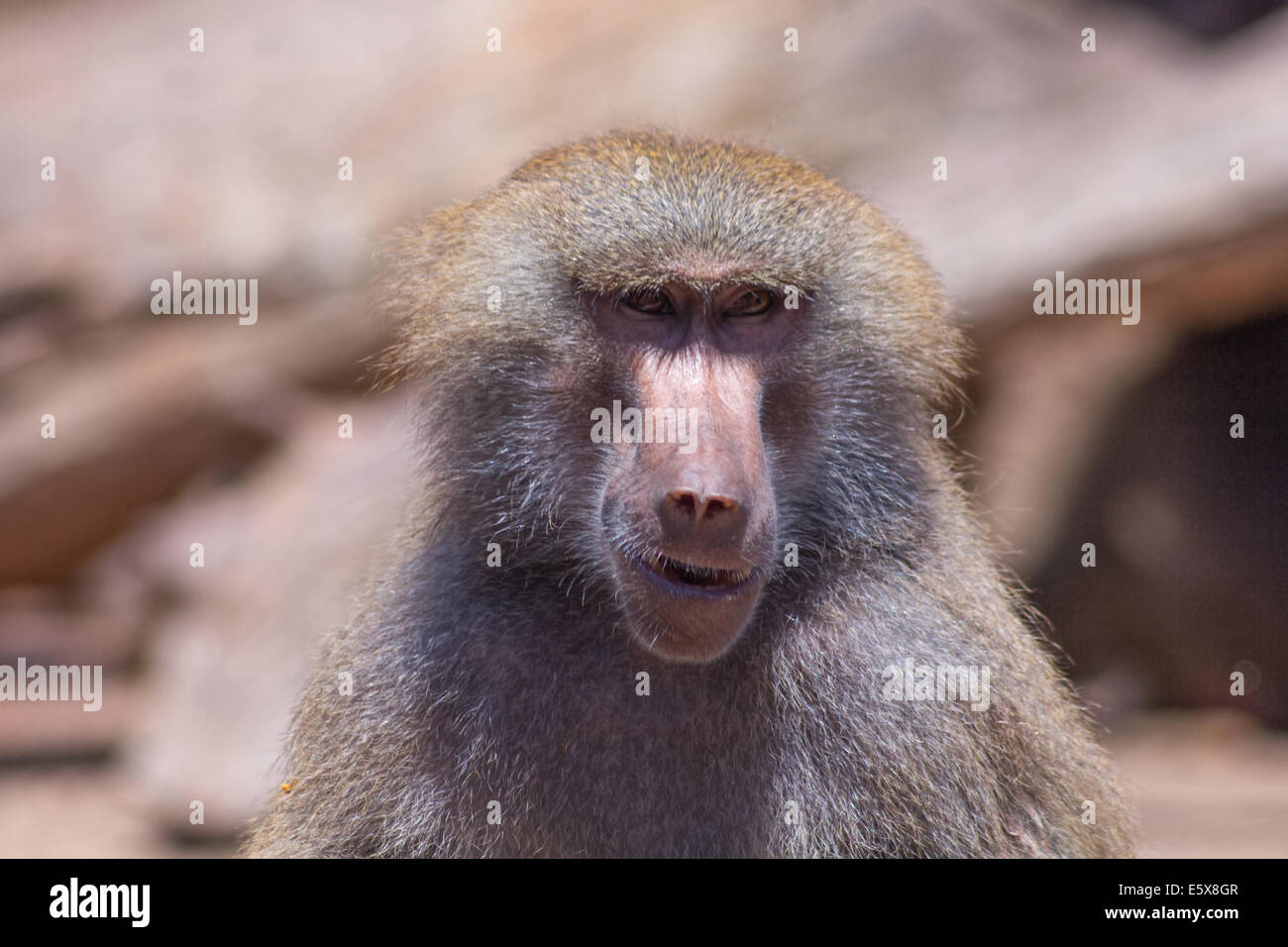 face of an adult baboon Stock Photo - Alamy