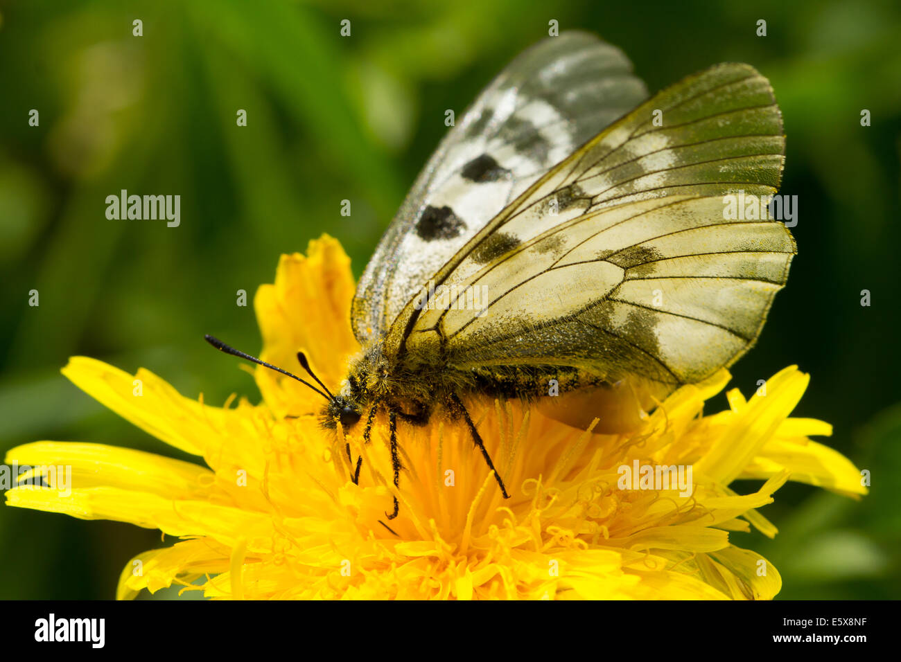 Clouded Apollo (Parnassius mnemosyne) feeding on a dandelion Stock ...
