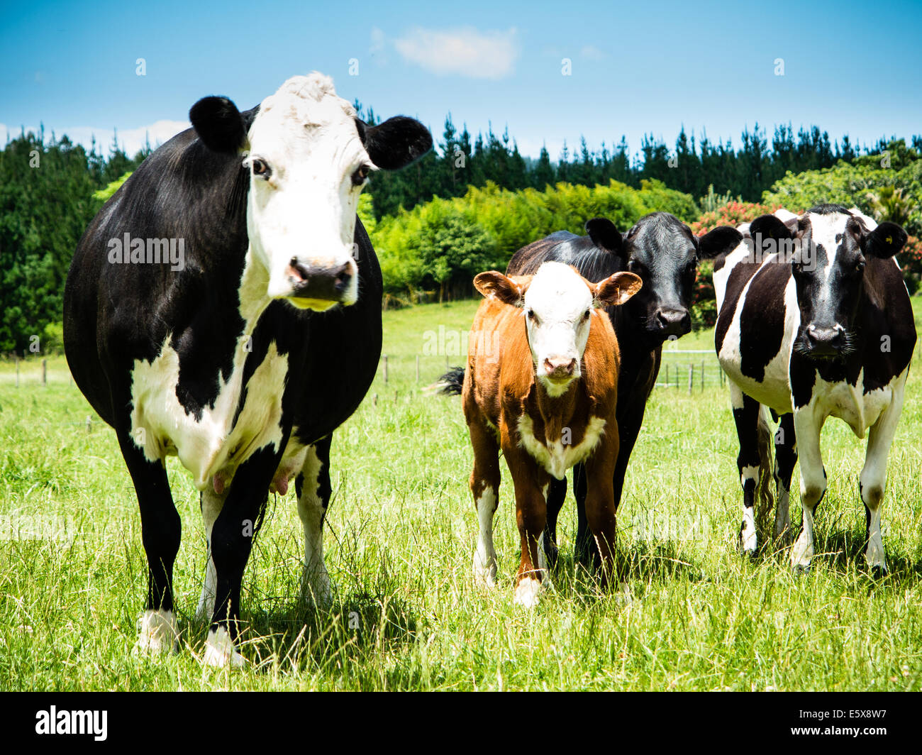 Cattle Farm Hereford Friesian Cross Stock Photo - Alamy
