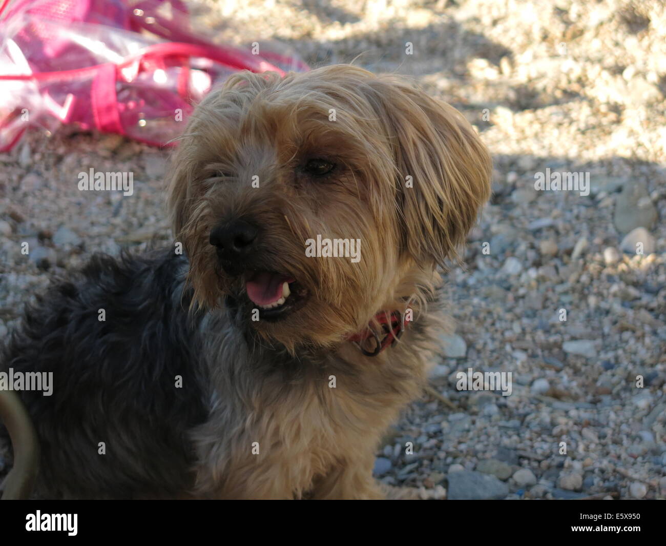 Cute puppy wearing red collar Stock Photo - Alamy