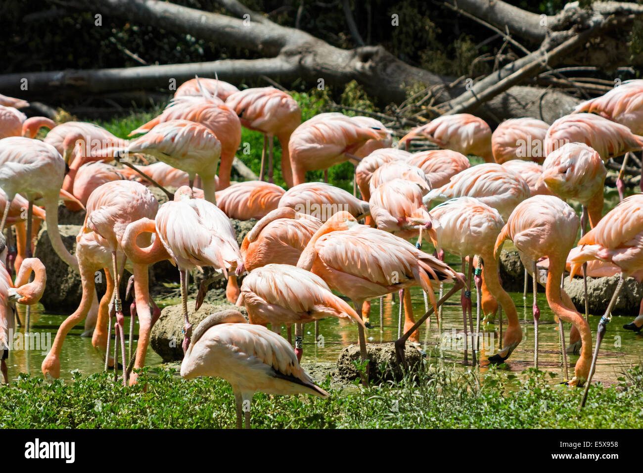 The flamingos band hi-res stock photography and images - Alamy