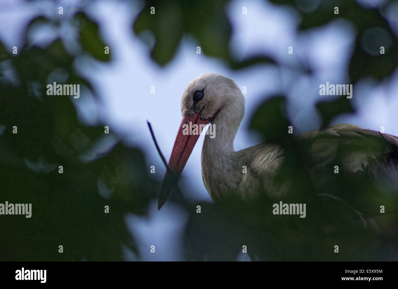 storks on a tree Stock Photo - Alamy