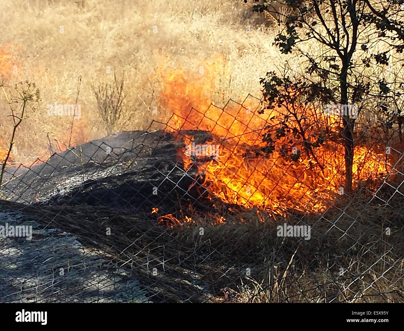 Flames of Fire in a summer field Stock Photo - Alamy