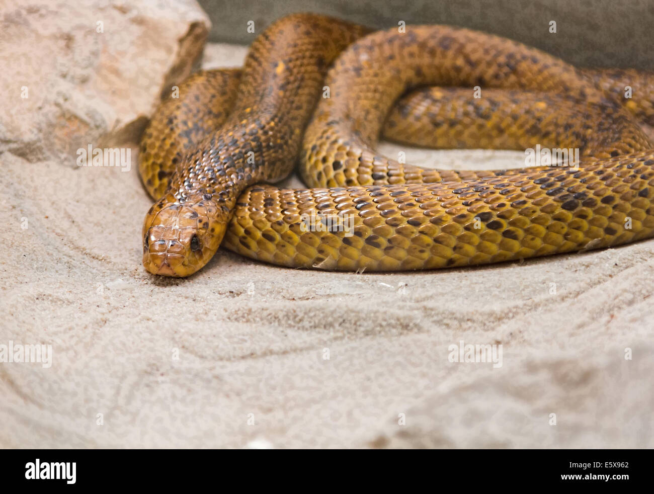 snake in desert areas Stock Photo - Alamy