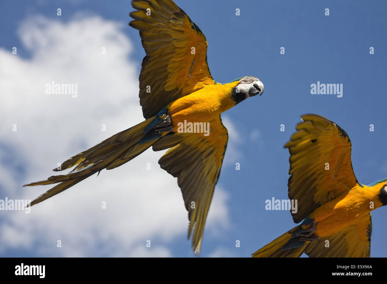 blue parrots with yellow casing in flight Stock Photo - Alamy