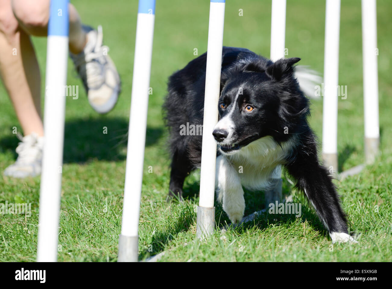 Rockingham Castle, Corby, Northants, UK . 07th Aug, 2014. Dogs from ...
