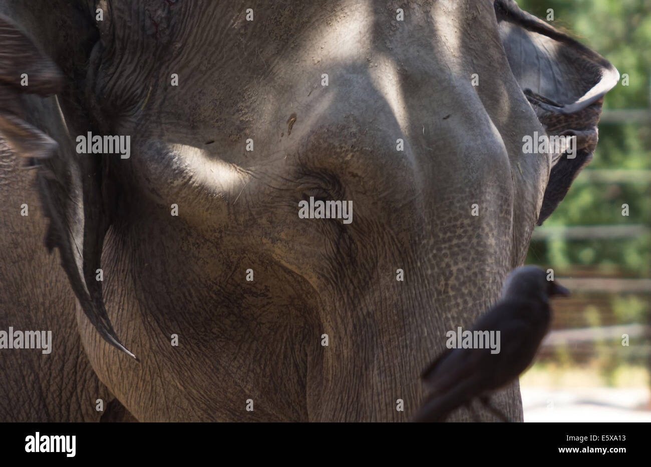 elephant head with a crow in front Stock Photo - Alamy