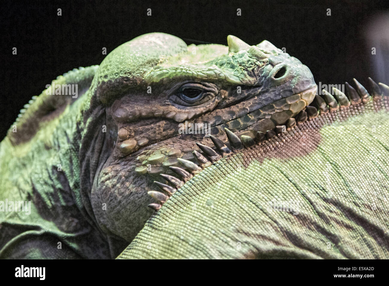 large rhino lizard Stock Photo - Alamy