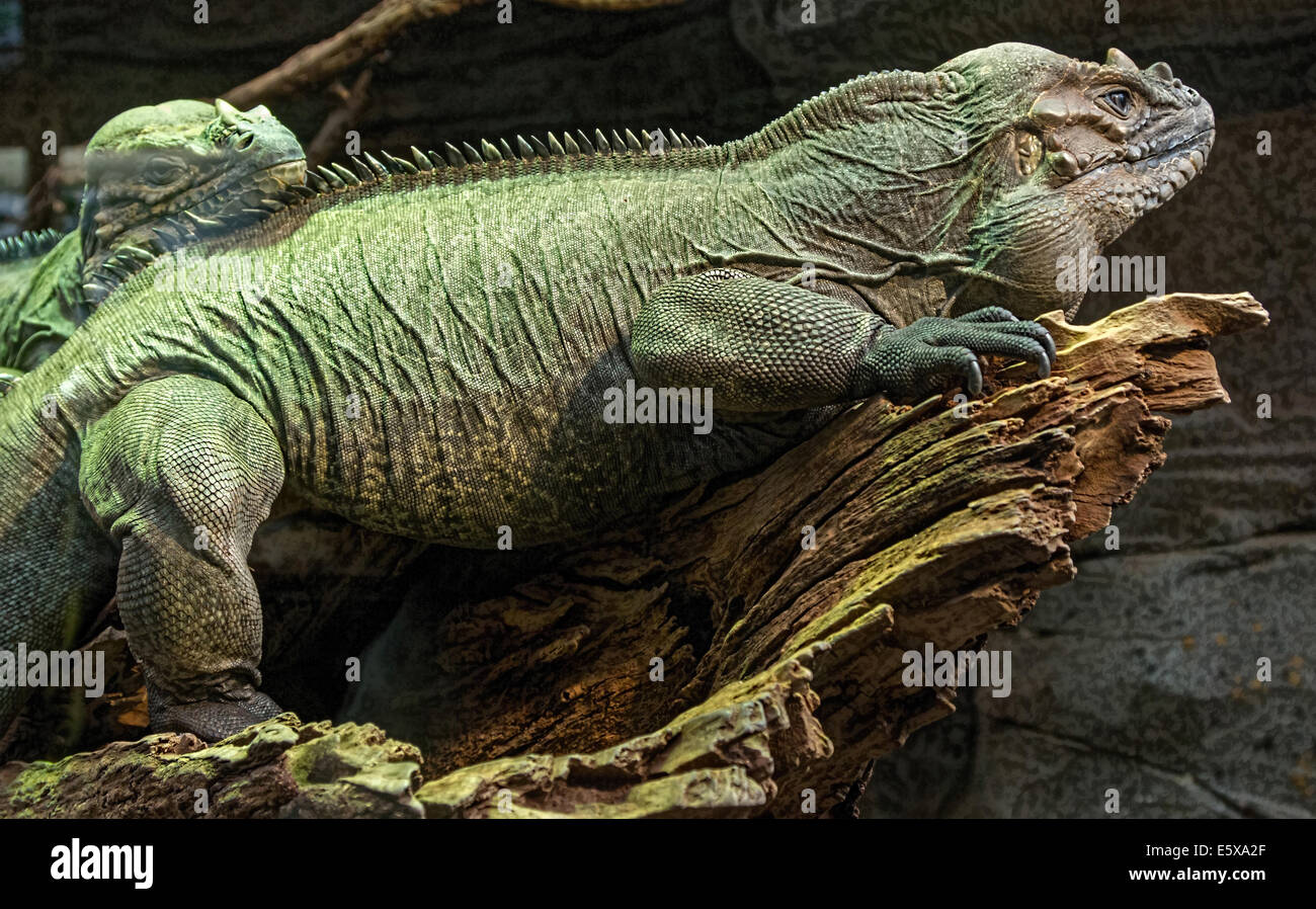 large rhino lizard Stock Photo - Alamy