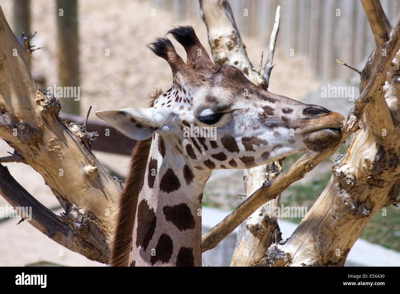 adult giraffe nibbles and sucks the bark of a tree Stock Photo - Alamy