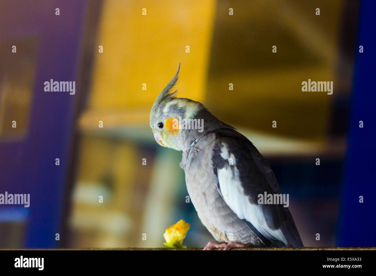 pretty colored parrot perched resting Stock Photo - Alamy