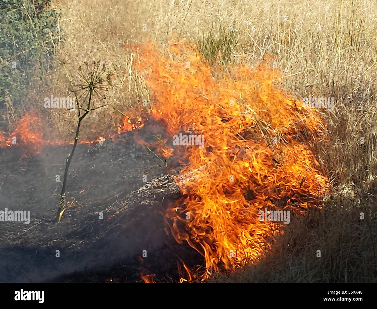 Flames of Fire in a summer field Stock Photo - Alamy