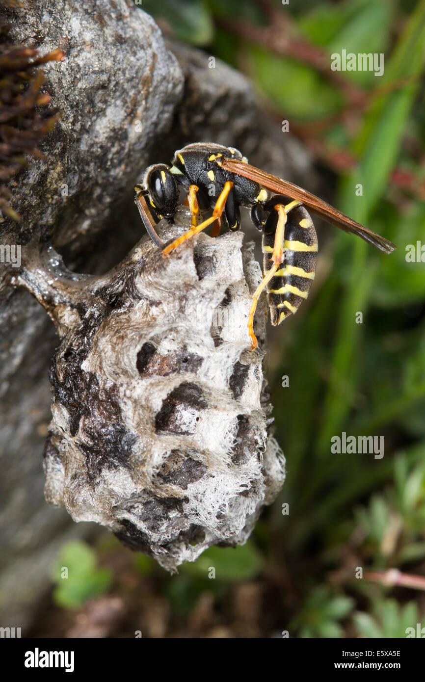 Wasp nest vespidae hi-res stock photography and images - Alamy