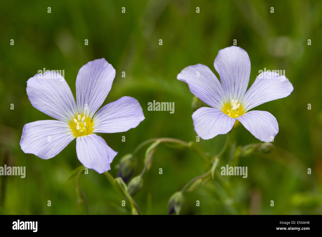 Linum alpinum hi-res stock photography and images - Alamy
