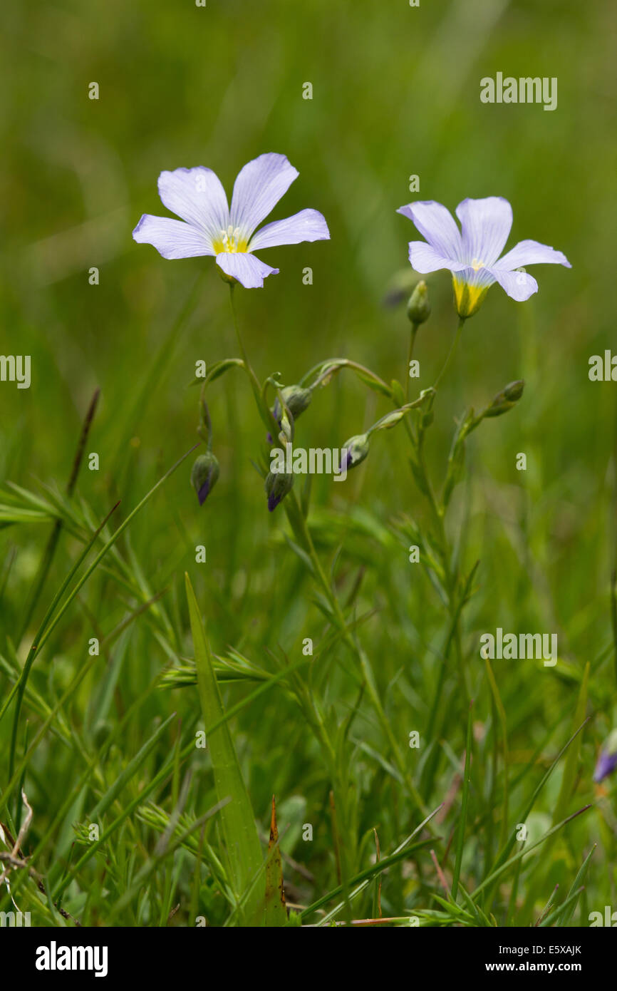 Alpine Flax [Linum alpinum] Stock Photo - Alamy