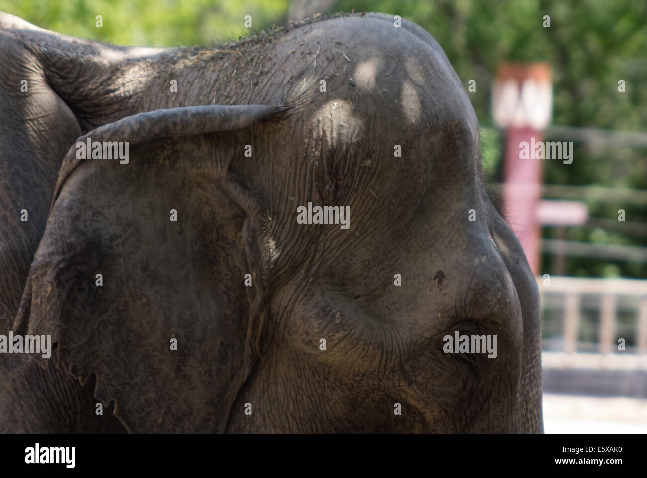 E for elephant hi-res stock photography and images - Alamy
