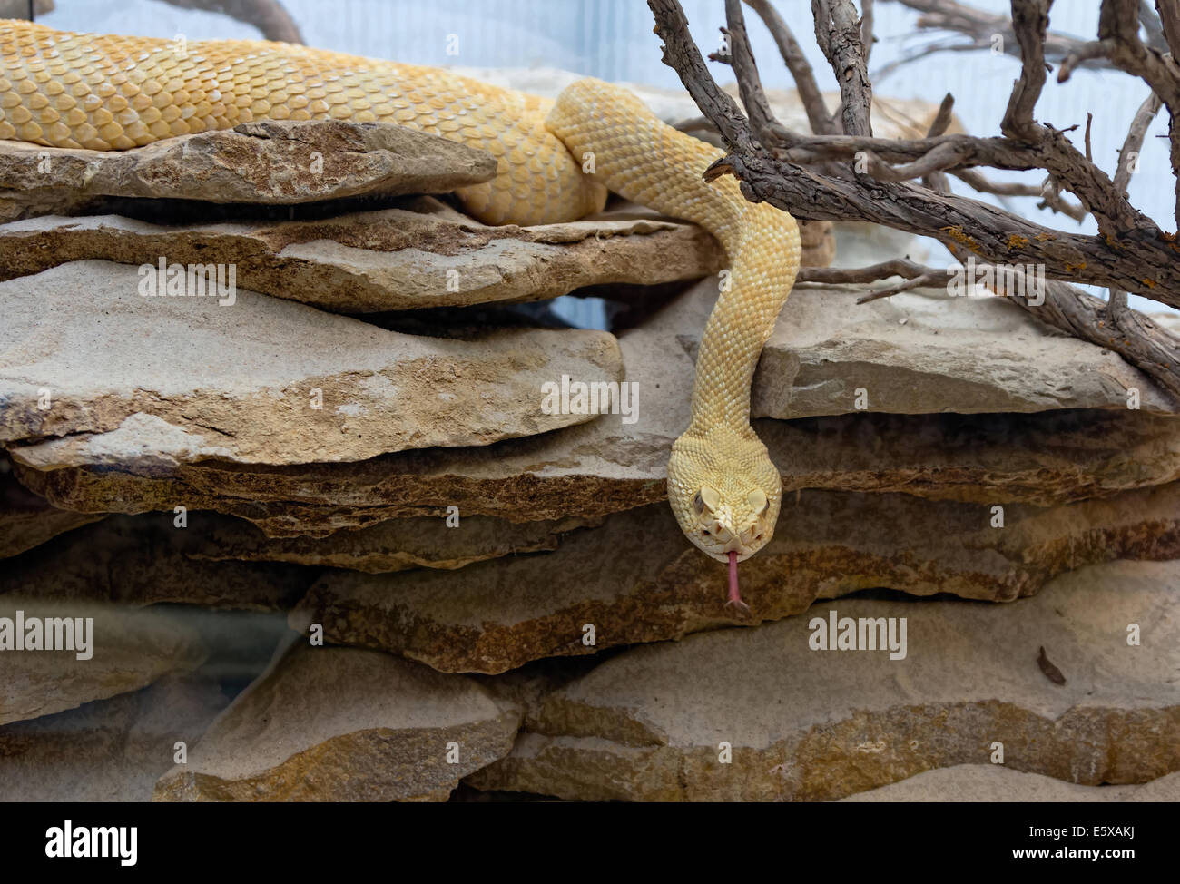 snake in desert areas Stock Photo - Alamy