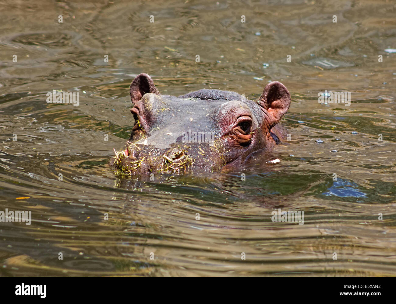 African hippo resting in the water Stock Photo - Alamy