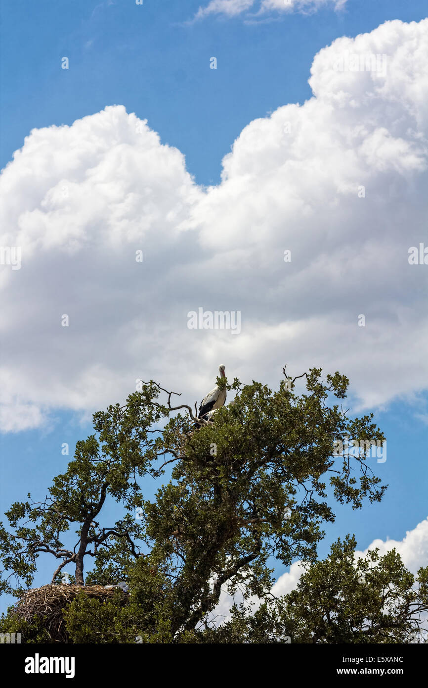 Storks on a tree hi-res stock photography and images - Alamy