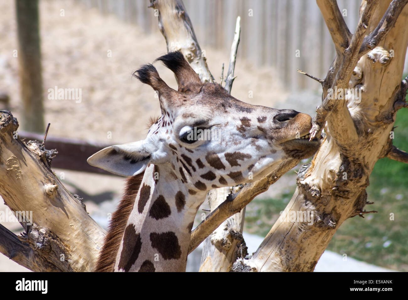 adult giraffe nibbles and sucks the bark of a tree Stock Photo - Alamy