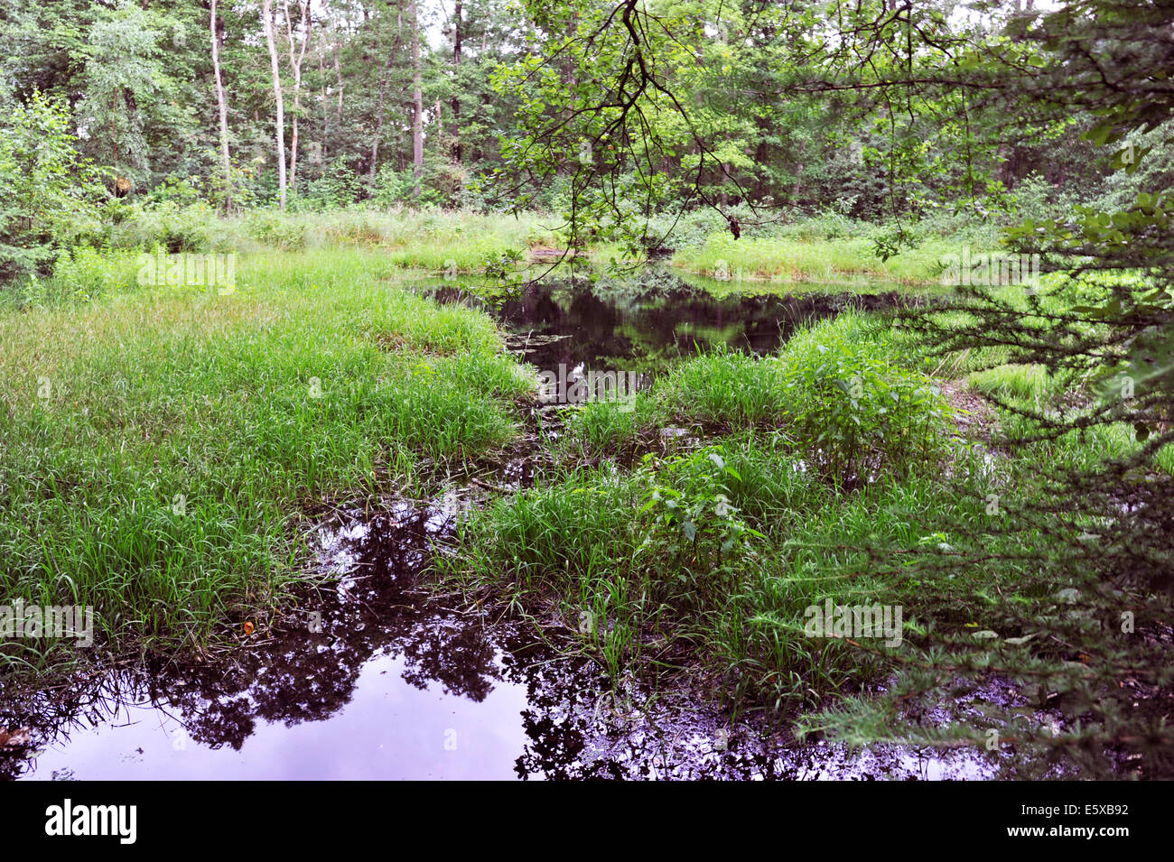 Nature in Friesland in the region of Drenthe is diverse and varied ...