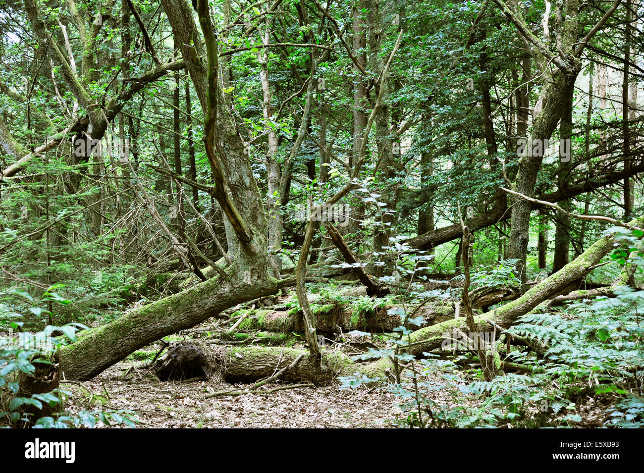 Nature in Friesland in the region of Drenthe is diverse and varied ...