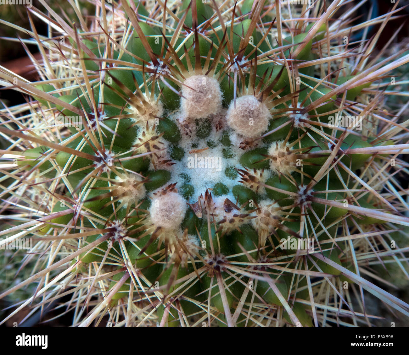 Notocactus ottonis hi-res stock photography and images - Alamy