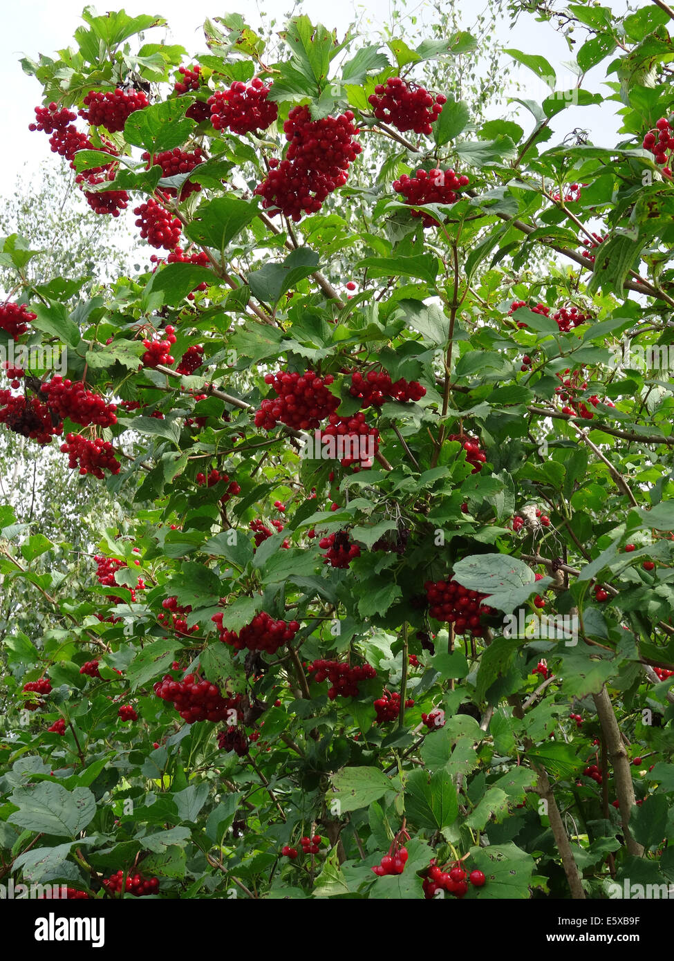 Red snowball with fruits Stock Photo - Alamy