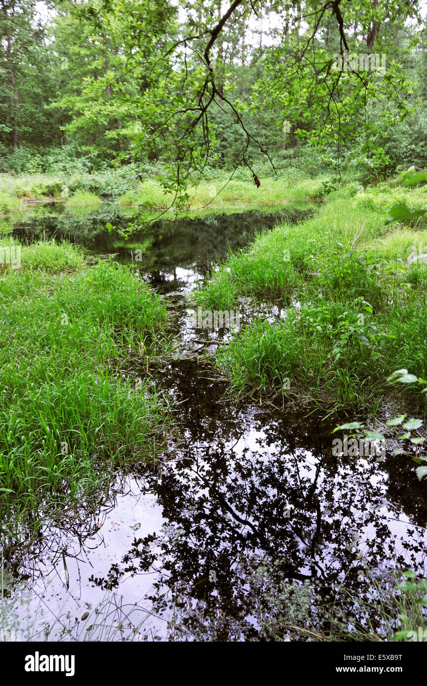 Nature in Friesland in the region of Drenthe is diverse and varied ...