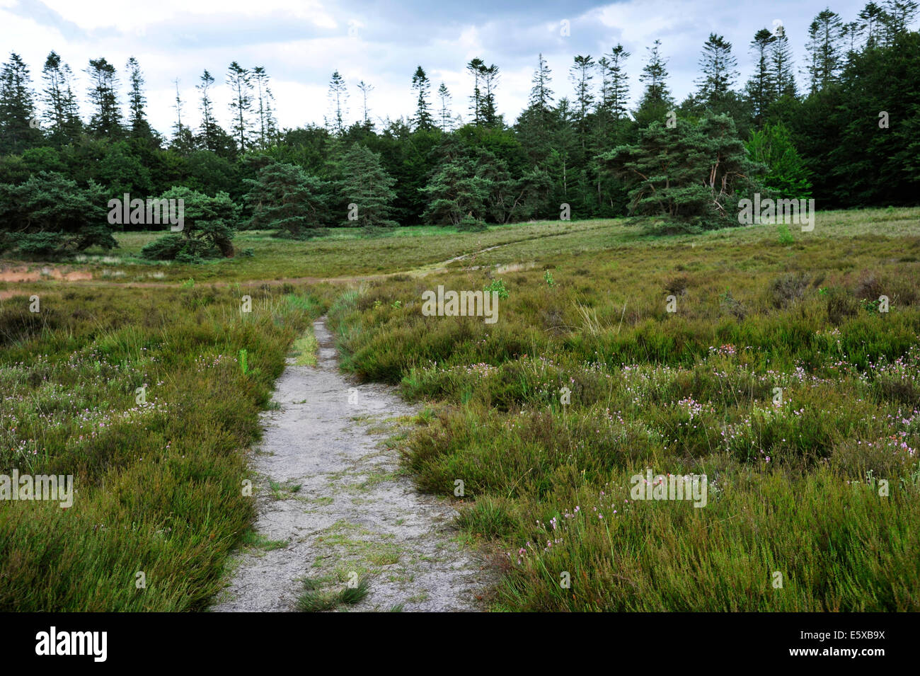 Nature in Friesland in the region of Drenthe is diverse and varied ...