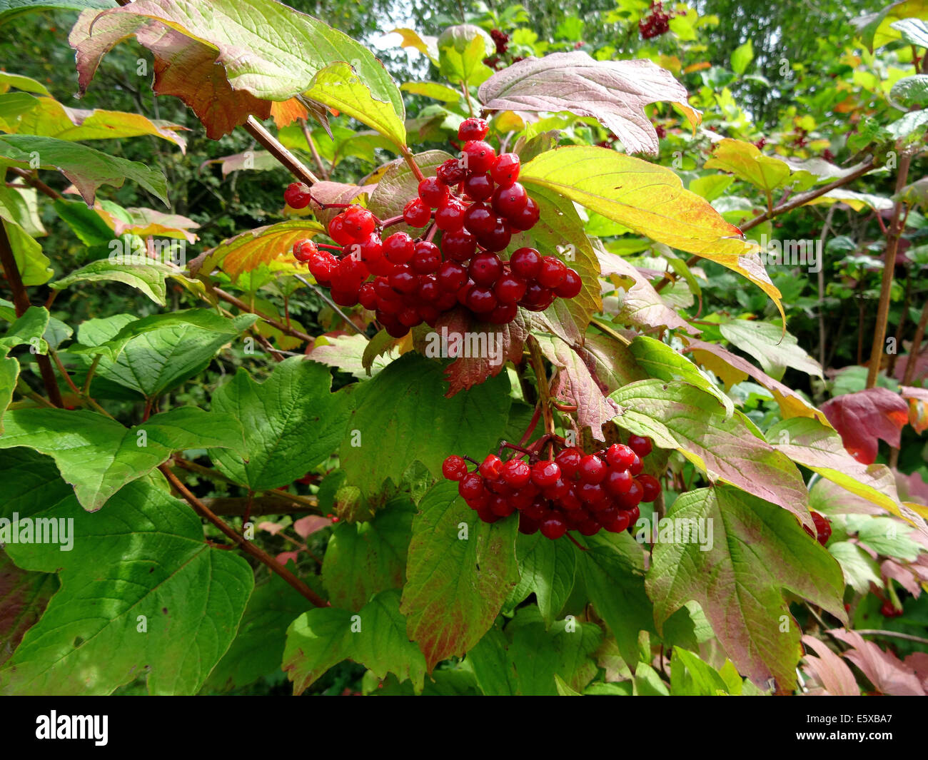 Red snowball fruitstand - poisonous Stock Photo - Alamy