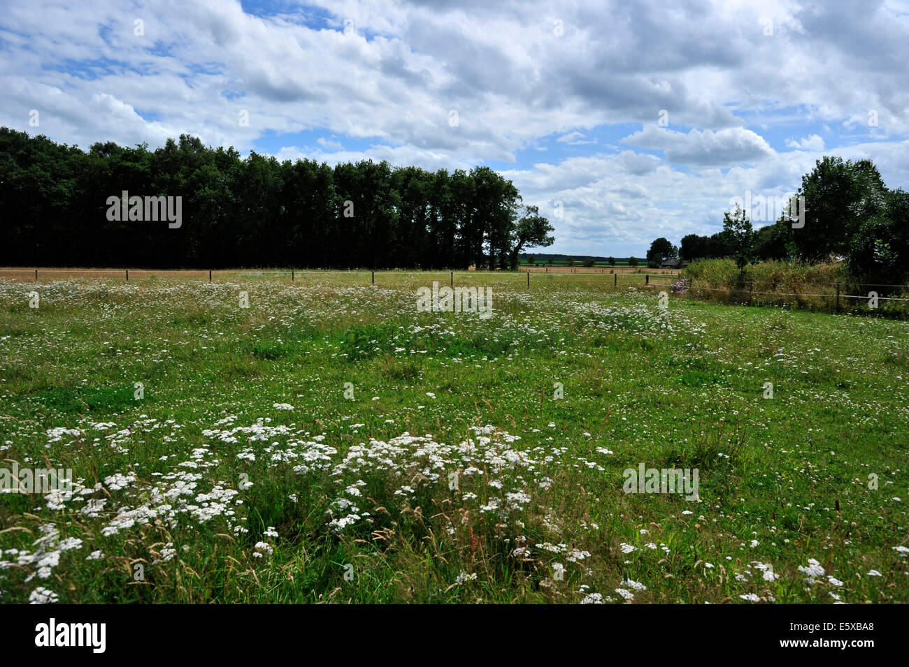 Nature in Friesland in the region of Drenthe is diverse and varied ...