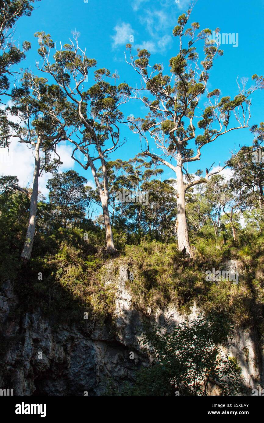Mammoth Cave exit with eucalyptus trees Stock Photo - Alamy