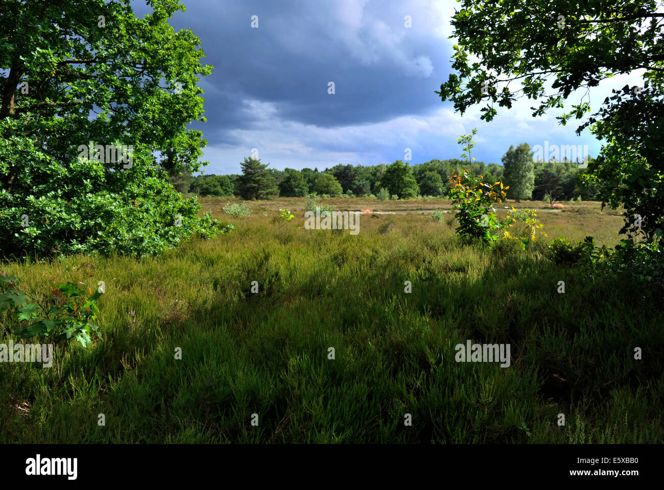 Nature in Friesland in the region of Drenthe is diverse and varied ...