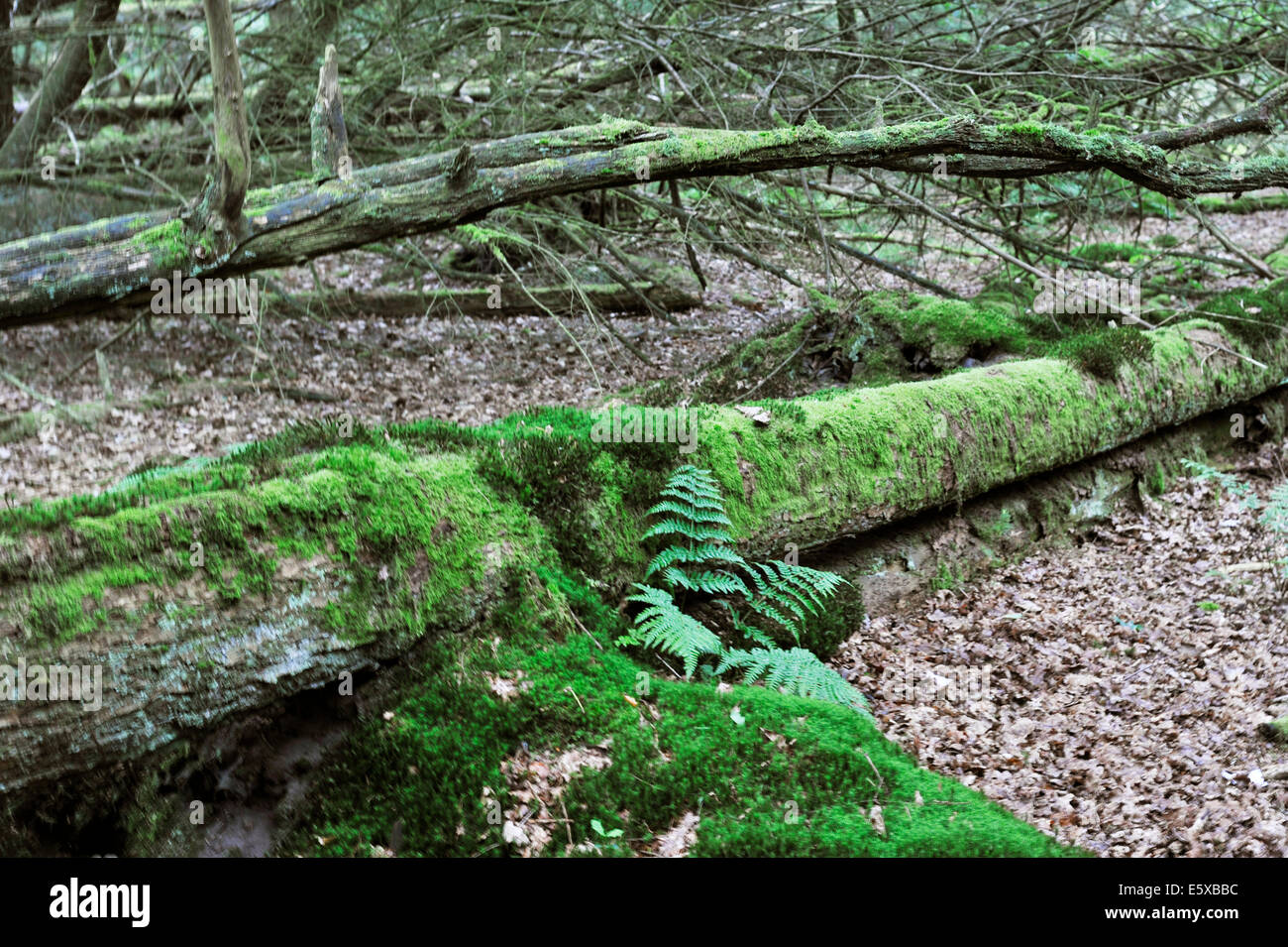 Nature in Friesland in the region of Drenthe is diverse and varied ...