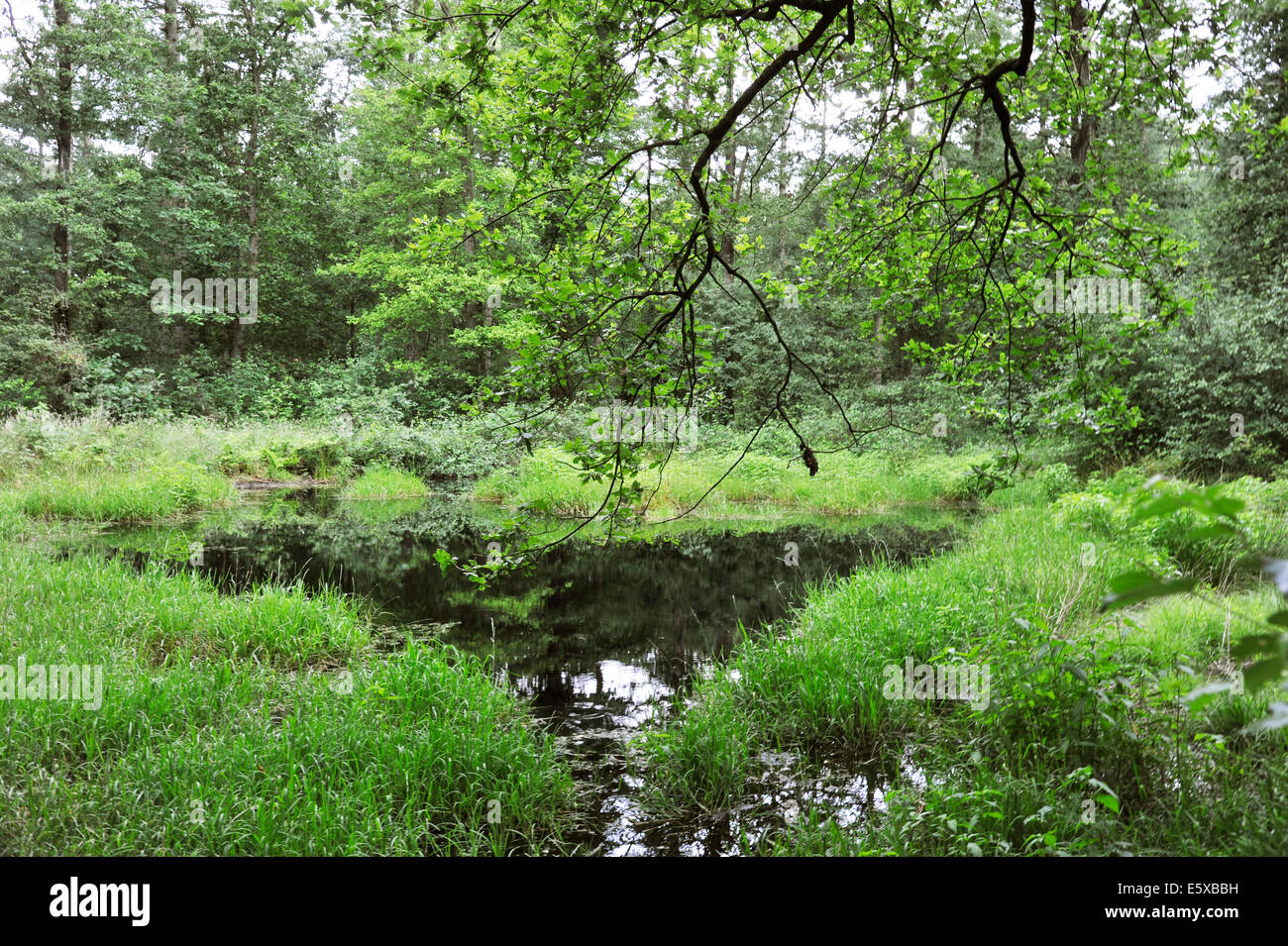 Nature in Friesland in the region of Drenthe is diverse and varied ...