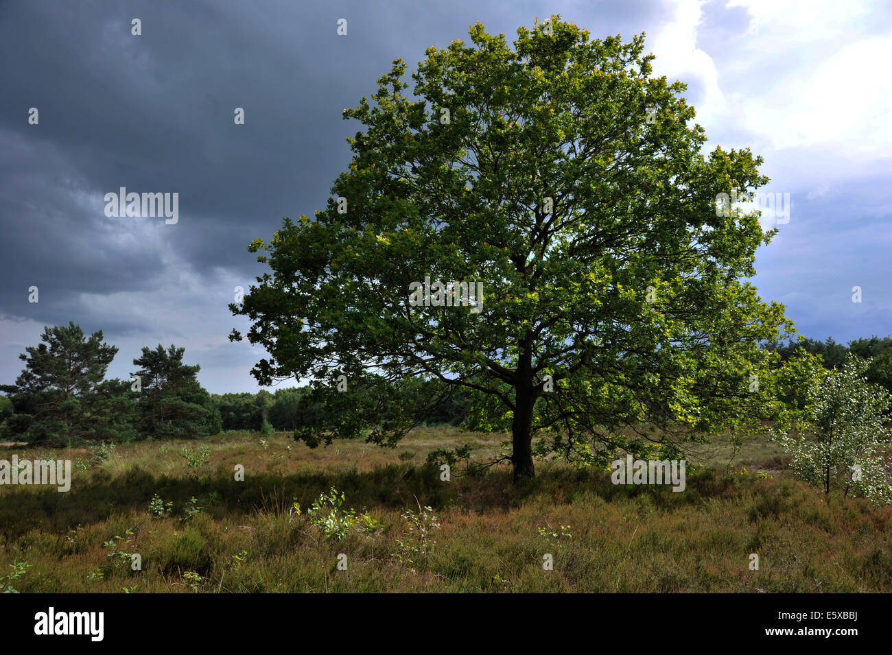 Nature in Friesland in the region of Drenthe is diverse and varied ...