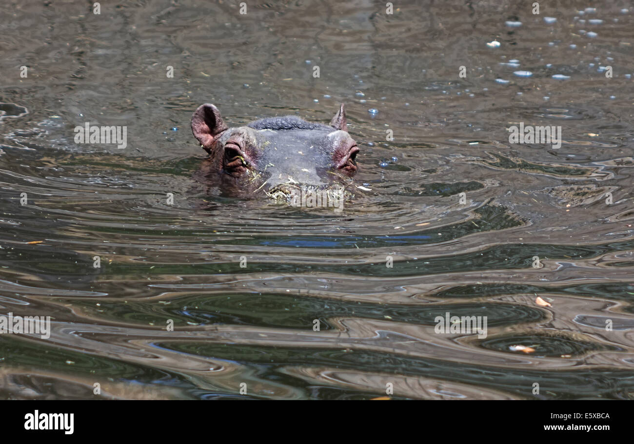African hippo resting in the water Stock Photo - Alamy