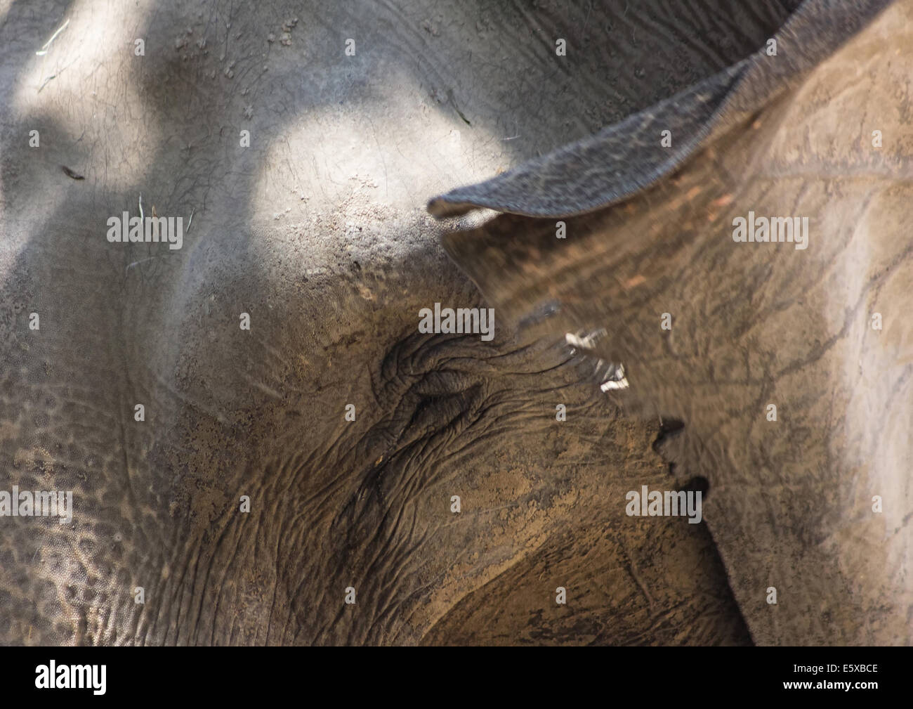 African Elephant head Stock Photo - Alamy