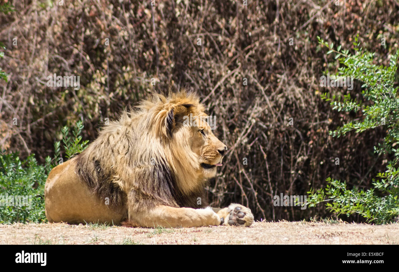 Large mane Lion, rests in the Savannah Stock Photo - Alamy