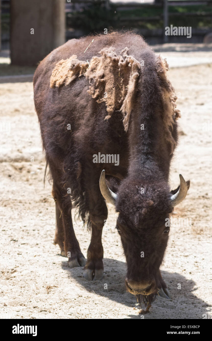 American Buffalo, moving winter hair Stock Photo - Alamy