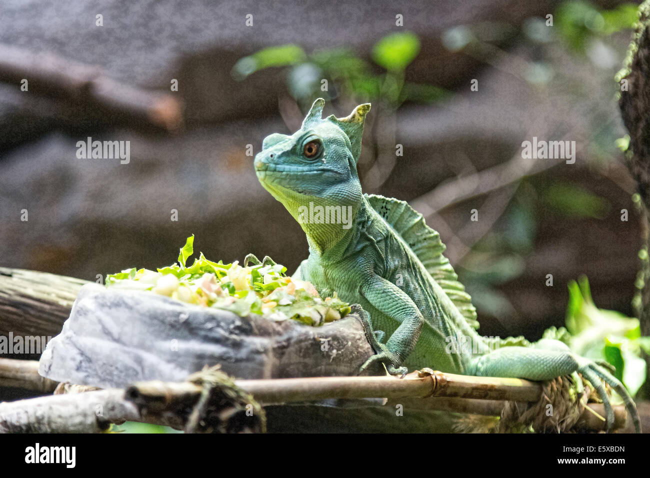nice lizard jungle areas with green tones Stock Photo - Alamy