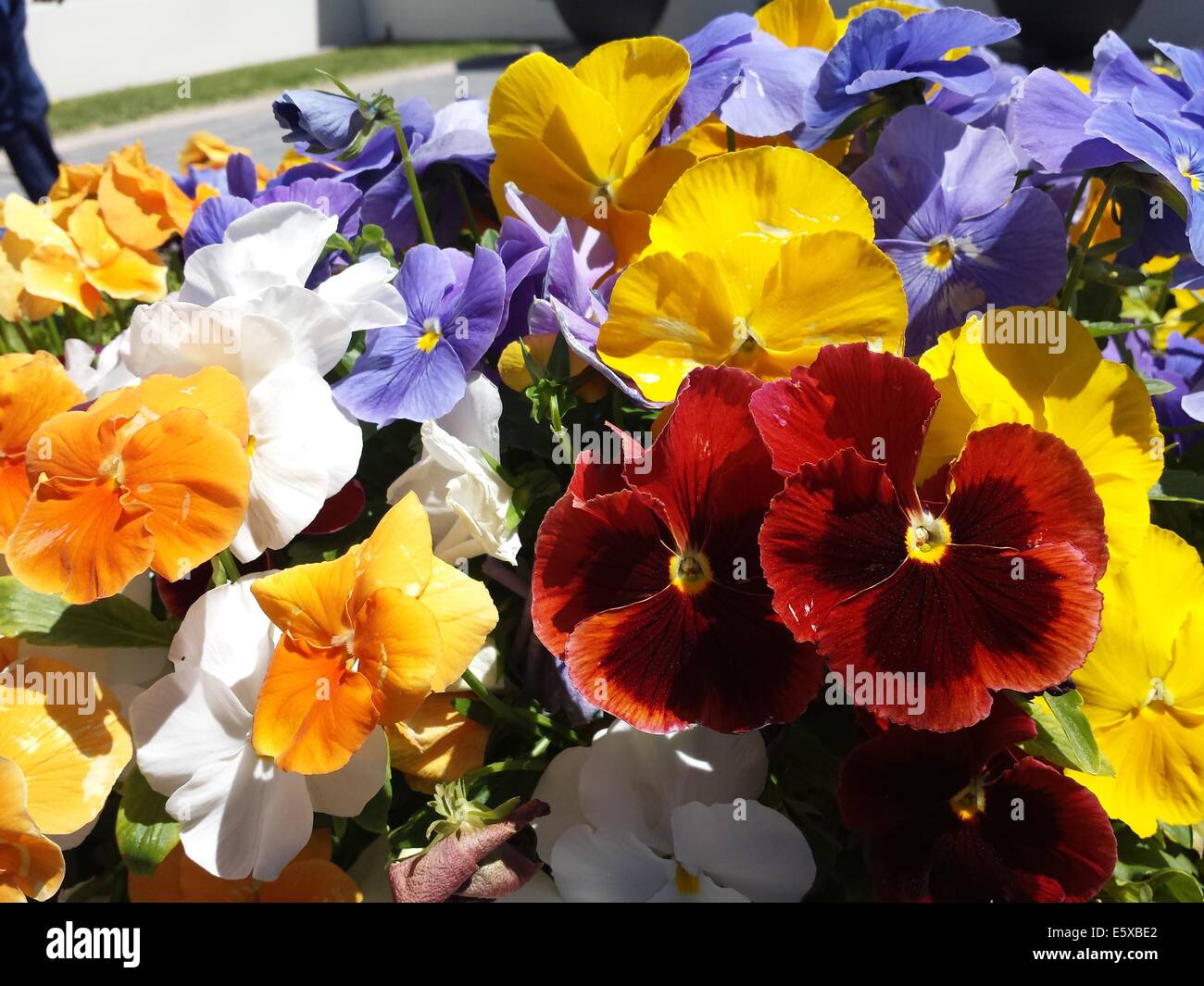 based background colorful flowers Stock Photo - Alamy