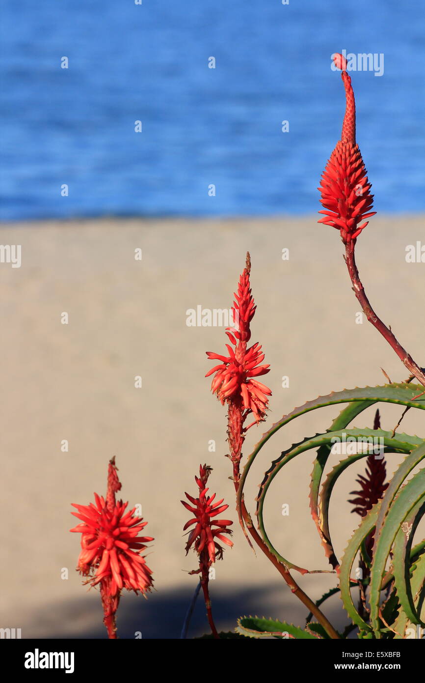 red flowers on a beach Stock Photo - Alamy