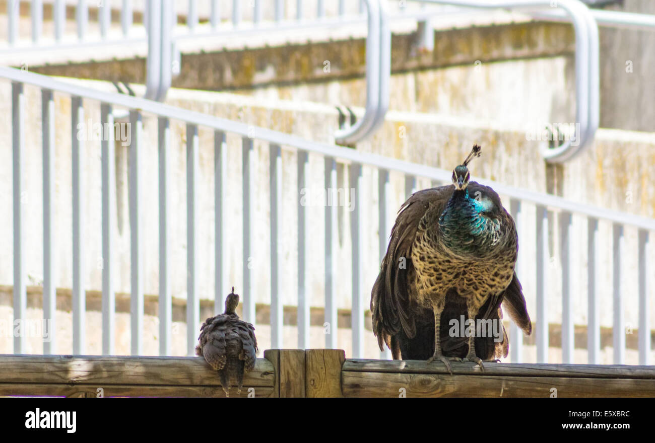 Peacock mother hi-res stock photography and images - Alamy