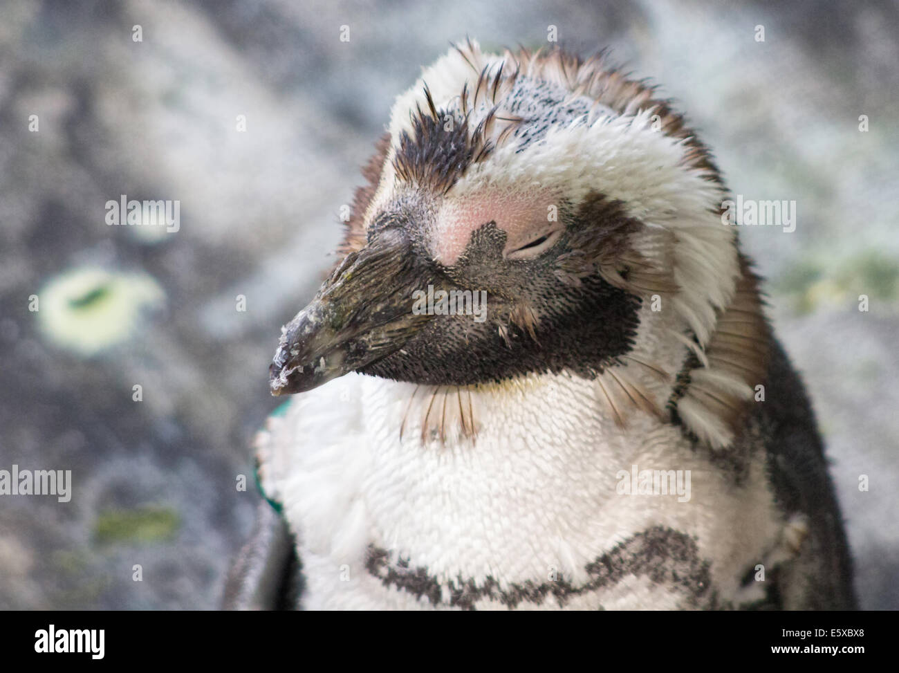Little penguins hi-res stock photography and images - Alamy