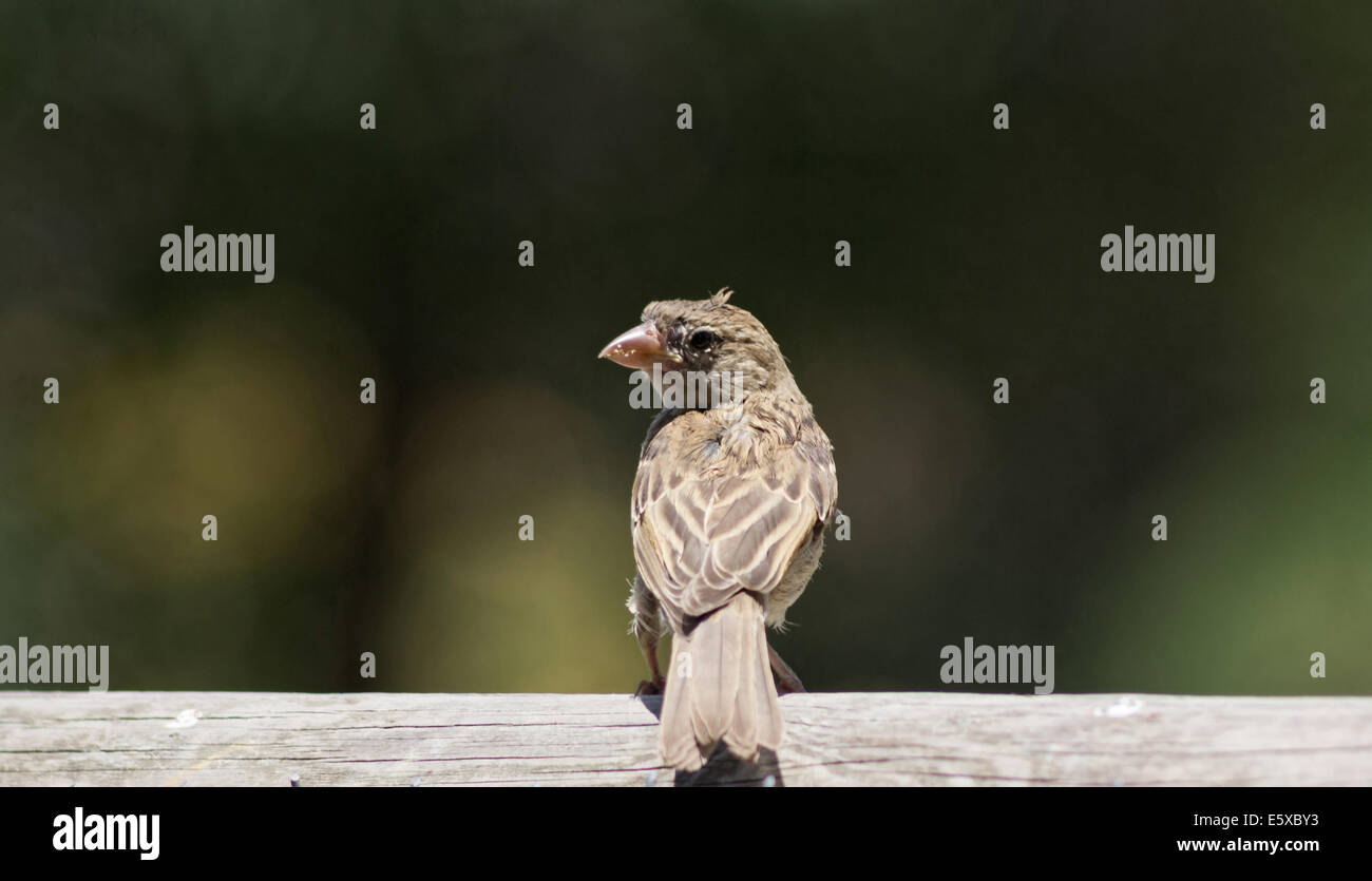 Young female sparrow Stock Photo - Alamy